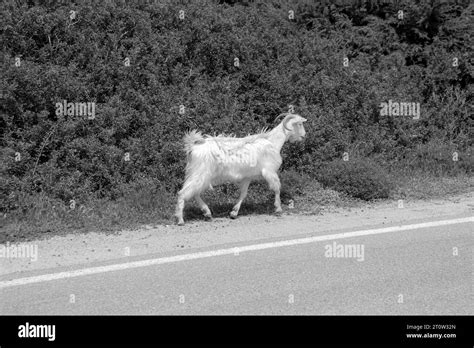 White Domestic Goat Walking Along The Main Asphalt Road On Rhodes