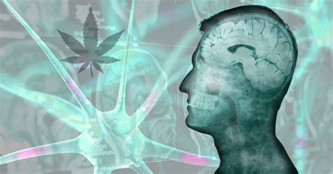 Los Efectos Cognitivos Del Cannabis