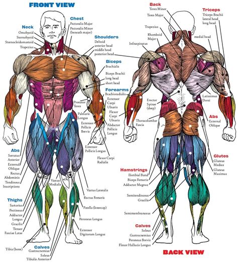 Labelled Muscle Diagram Front And Back