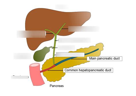Biliary Tree Diagram Quizlet
