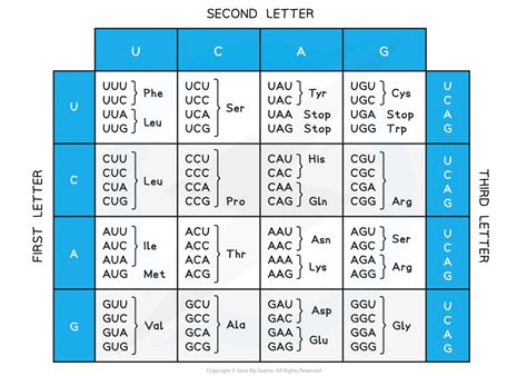 Ib Dp Biology Hl Translation
