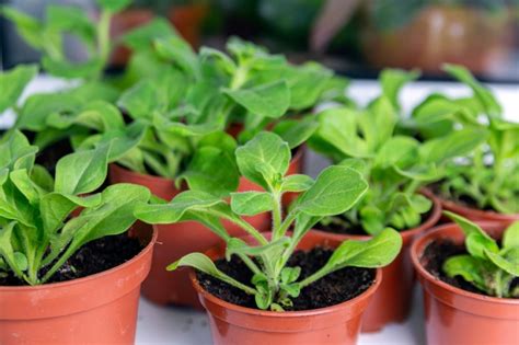 Cómo germinar semillas de pepino Huerto en casa