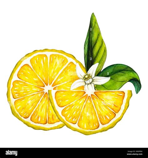 Watercolor Lemon Slice Hand Drawn Botanical Illustration Of Yellow