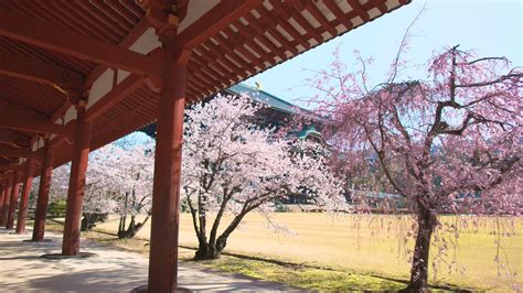 世界遺産 on Twitter 秋の紅葉春の桜冬の山焼き表情豊かな奈良の四季を一年がかりで撮影しました8K特別編古都奈良