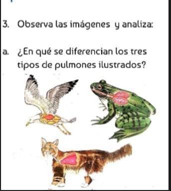 A En Que Se Diferencian Los Tres Tipos De Pulmones Ilustrados Alumnos