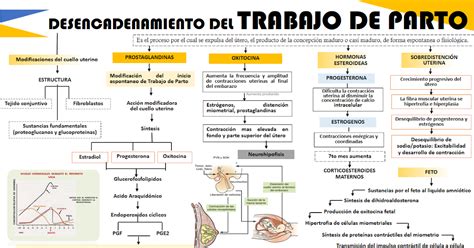 Blog Ginecologia Ana Karen Causas Desencadenantes Del Trabajo De Parto