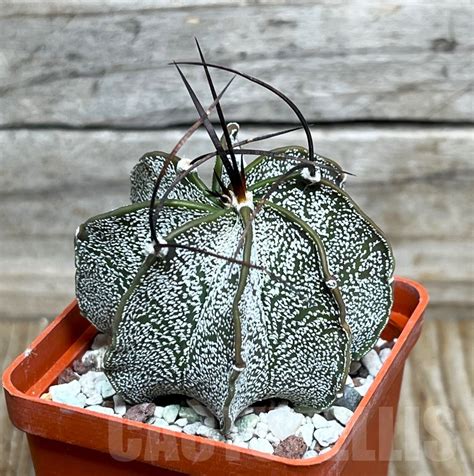 Shpr Astrophytum Capricorne V Niveum