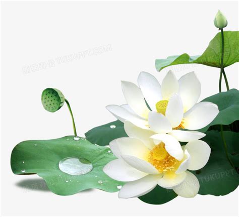 荷花PNG图片素材下载 荷花PNG 熊猫办公