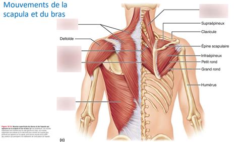 Anatomie Muscles face postérieure du thorax Diagram Quizlet