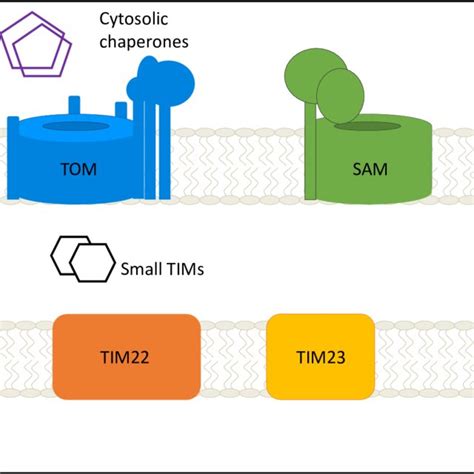 Mitochondrial Protein Import Machinery The Bulk Of Protein Import