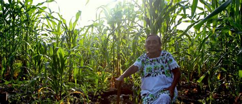 Milpa Maya Peninsular Globally Important Agricultural Heritage