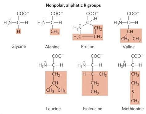 Amino Acids Flashcards Quizlet