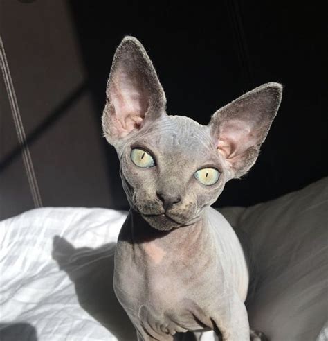 Radlifedude Cute Hairless Cat Beautiful Cats Hairless Cat