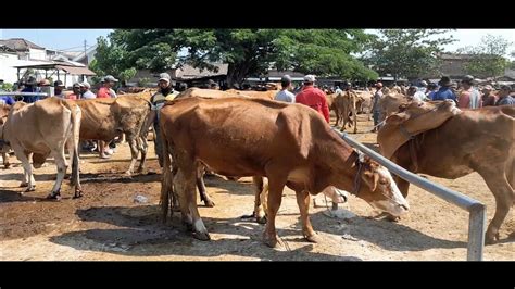 Harga Terbaru Sapi Indukan Pasar Sapi Warujayeng Nganjuk YouTube