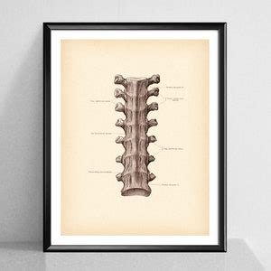 Spinal Anatomy Print Vertebral Column Vertebral Structure Vintage