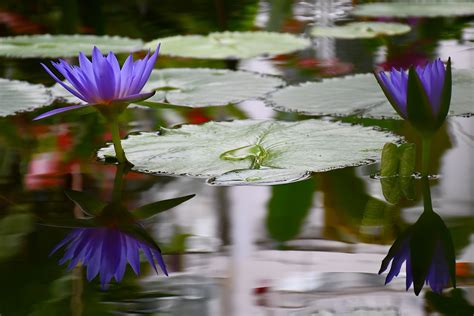 Blomma Lotus Lilja Gratis foto på Pixabay Pixabay