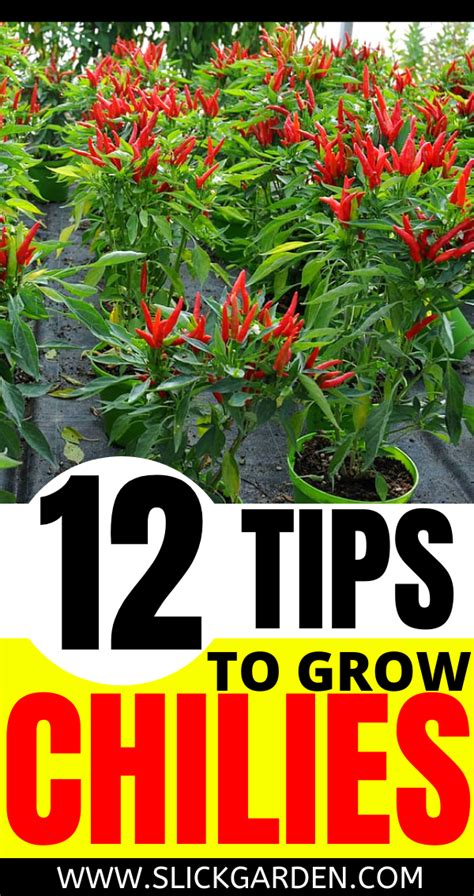12 TIPS TO GROW CHILIES AT HOME IN CONTAINERS In 2021 Container