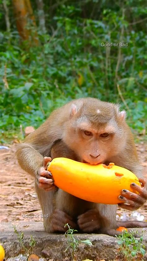 Ooh Whats So Big Fruit Like That Libby Eating So Delicious Fruit Ooh Whats So Big Fruit