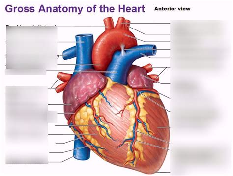Heart Diagram Quizlet
