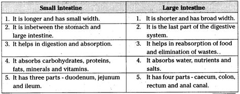 Write The Difference Between Large Intestine And Small Intestine