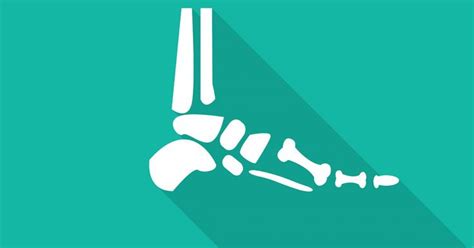 Los 26 Huesos Del Pie Humano Y Sus Funciones Pie Humano Fracturas