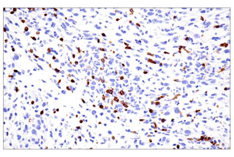 CD3ε E4T1B XP Rabbit mAb BSA and Azide Free Cell Signaling