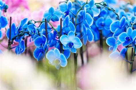 Flores Roxas Como Cultivar E Encantar Suas Tonalidades