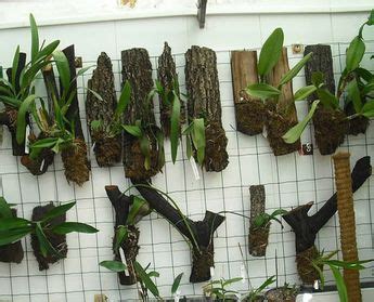 Dicas para plantar orquídea em tronco Dicas Práticas Orquídeas