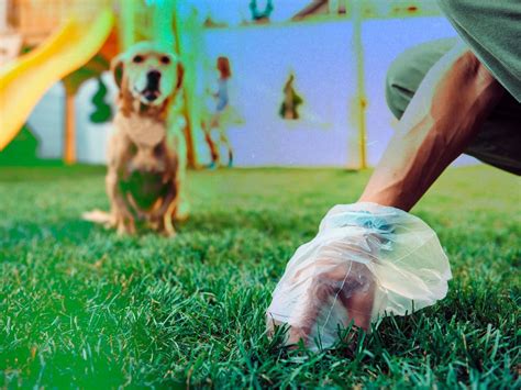 Feci Bianche Nel Cane Le Cause E Quando Preoccuparsi