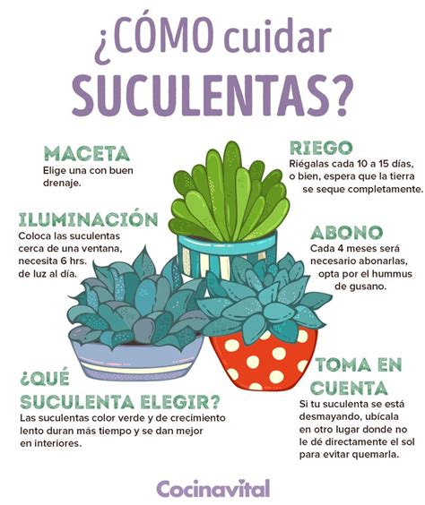 Cómo cuidar suculentas fácilmente en interiores Cocina Vital