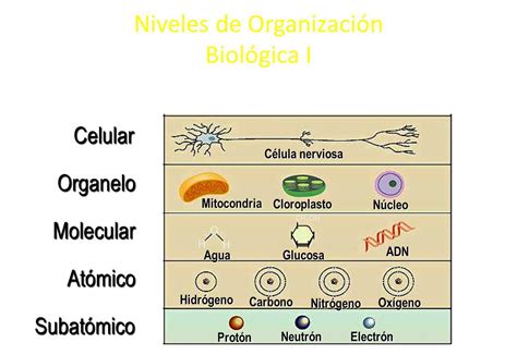 NIVELES DE ORGANIZACIÓN DE LA MATERIA Slide Set