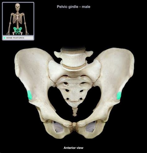 Hip And Pelvis Osteology And Arthrology Flashcards Quizlet