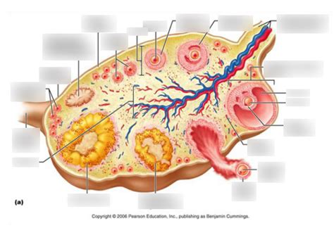 Reproductive System Ovary Diagram Quizlet