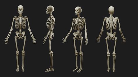 Human Male Skeleton V2 Sculpt 3D Model CGTrader