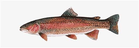 Trout Clipart Rainbow Trout Jumping Out Of Water Free Clip Art