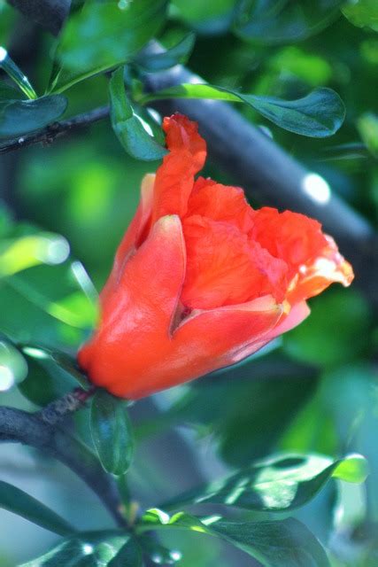 Fleur Bloom Botanique Photo Gratuite Sur Pixabay Pixabay