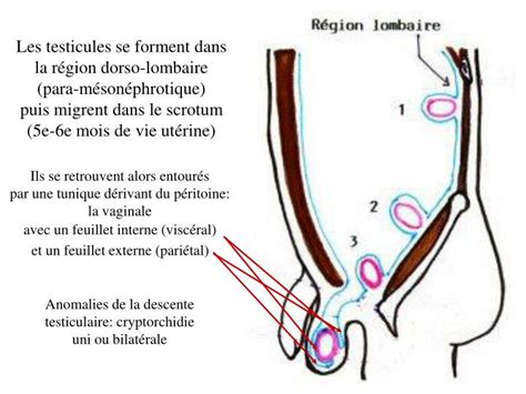 Ppt Lappareil G Nital Masculin Powerpoint Presentation Id