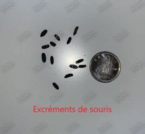 Quoi Ressemblent Les Crottes De Souris Nova Extermination