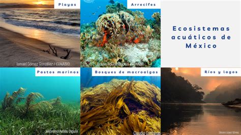 Ecosistemas acuáticos de México manglares Agua org mx