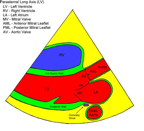 File Transthoracic Echo Parasternal Long Axis LV Schematic Png Wikipedia