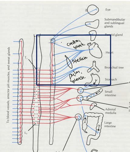 Sympathetic Nervous System Flashcards Quizlet