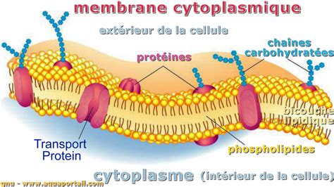 Membrane plasmique définition et explications