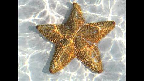 Reprodução da Estrela do Mar e Filhotes Como Elas Se Reproduzem
