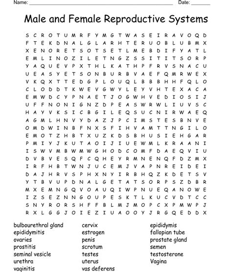 Reproductive System Word Search Wordmint