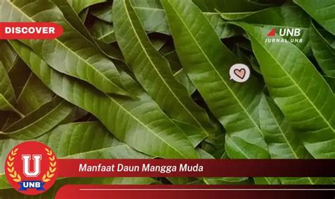 Banyak Yang Belum Tahu Ini Dia 15 Manfaat Daun Mangga Muda Yang Bikin