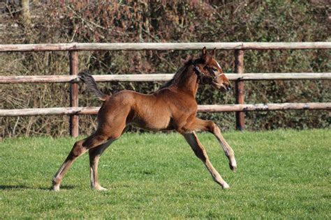 Le Haras Des Coudrettes New Love Hdc