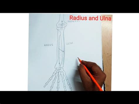 Blank Radius And Ulna Diagram