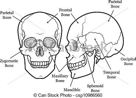 Desenhos Anatomia Para Colorir Cranio Atividades Educativas
