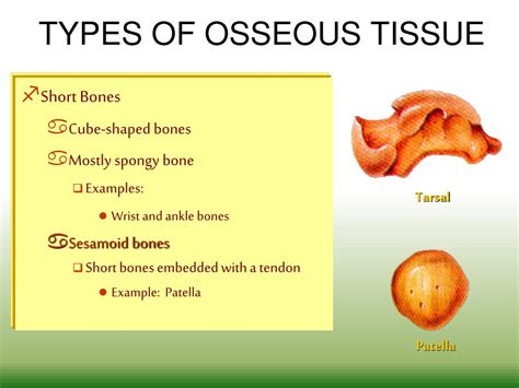PPT FUNCTION S OF THE SKELETAL SYSTEM PowerPoint Presentation Free