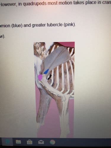 JOINTS OF THE THORACIC LIMB Flashcards Quizlet